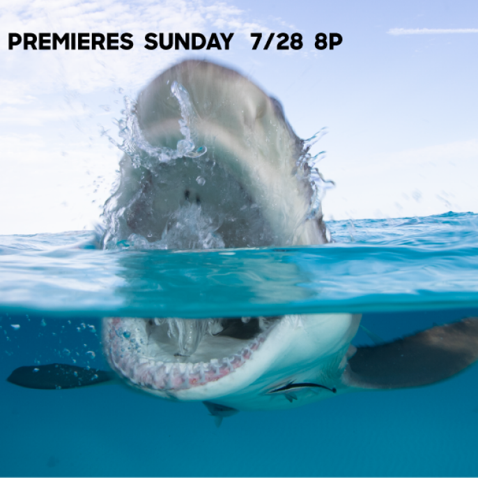 Ban Shark Finning Blog | One shark saved puts you on the path to saving ...